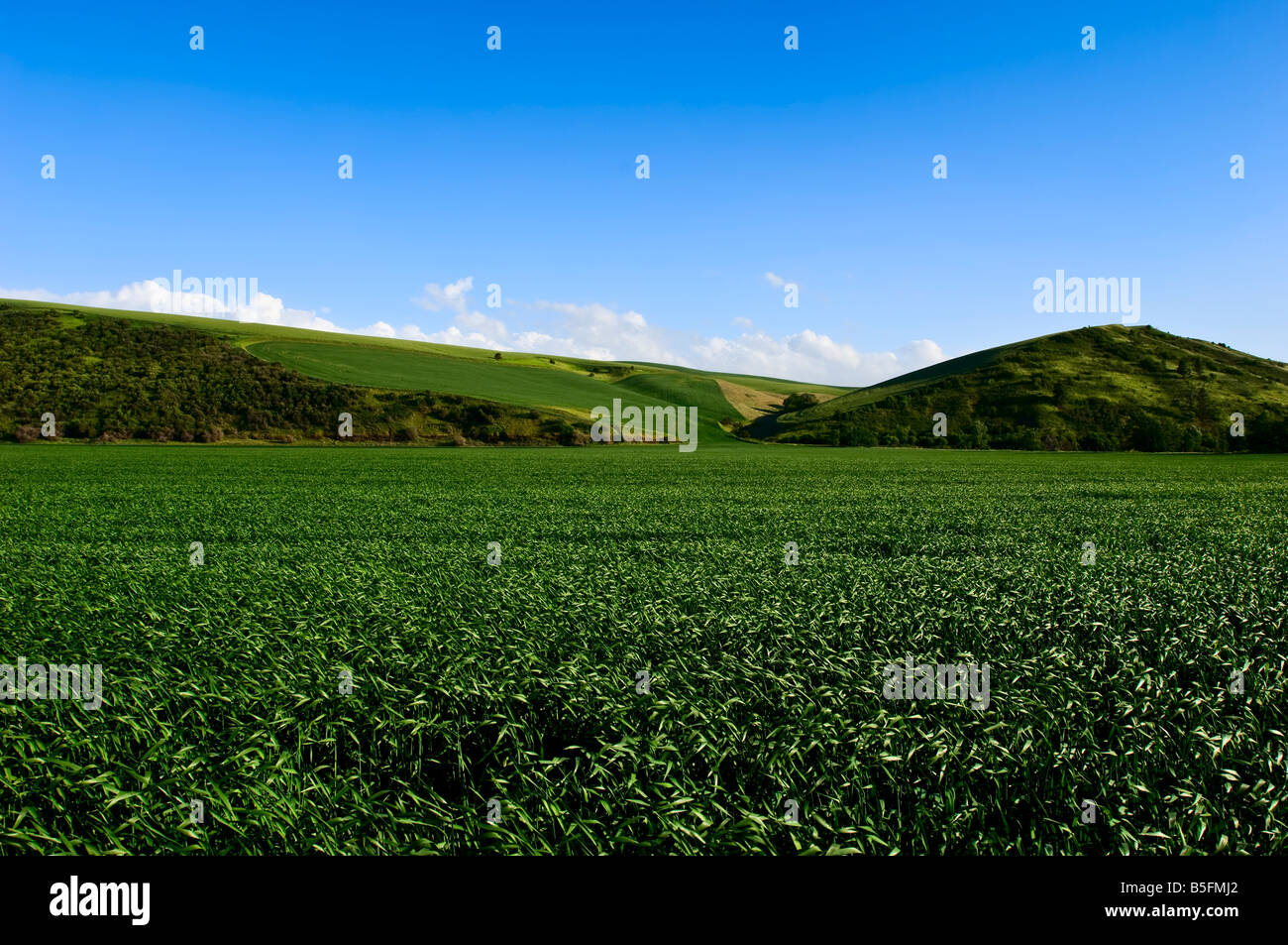 Green grass along the palouse, southeastern washington, USA Stock Photo ...