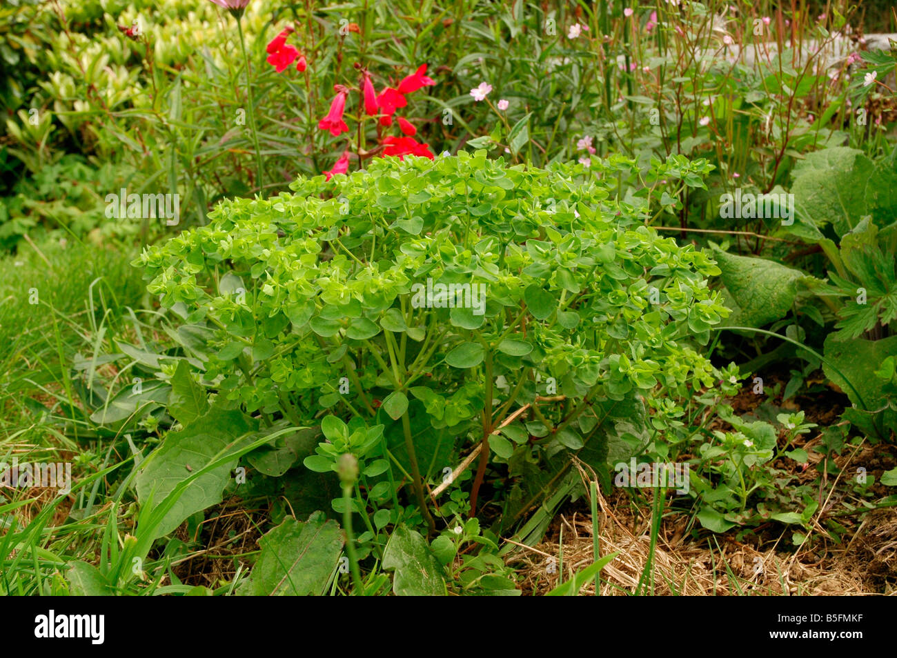 Petty spurge Euphorbia peplus Euphorbiaceae as a weed in a garden ...