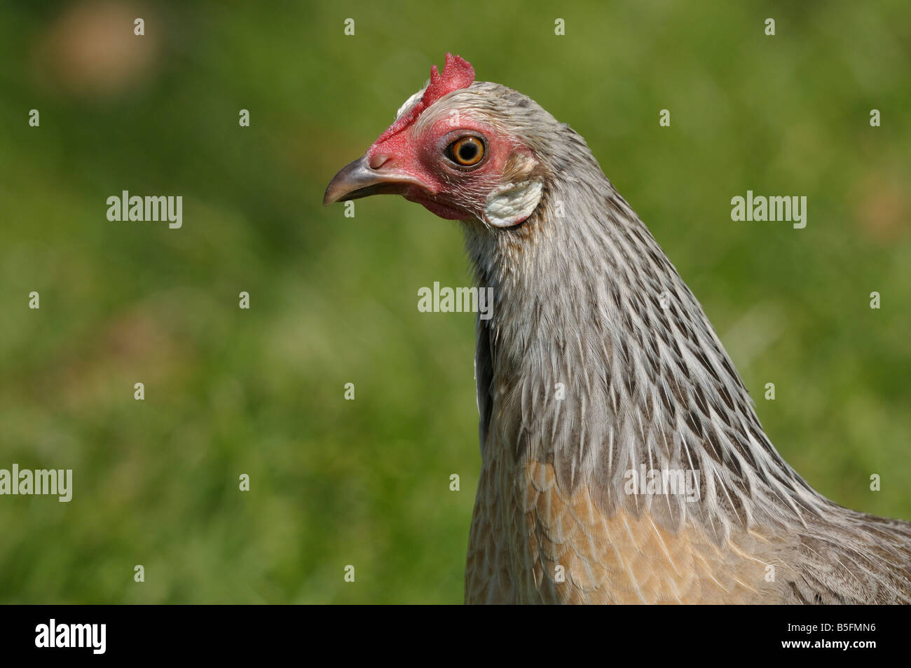 Bantam hen hi-res stock photography and images - Alamy