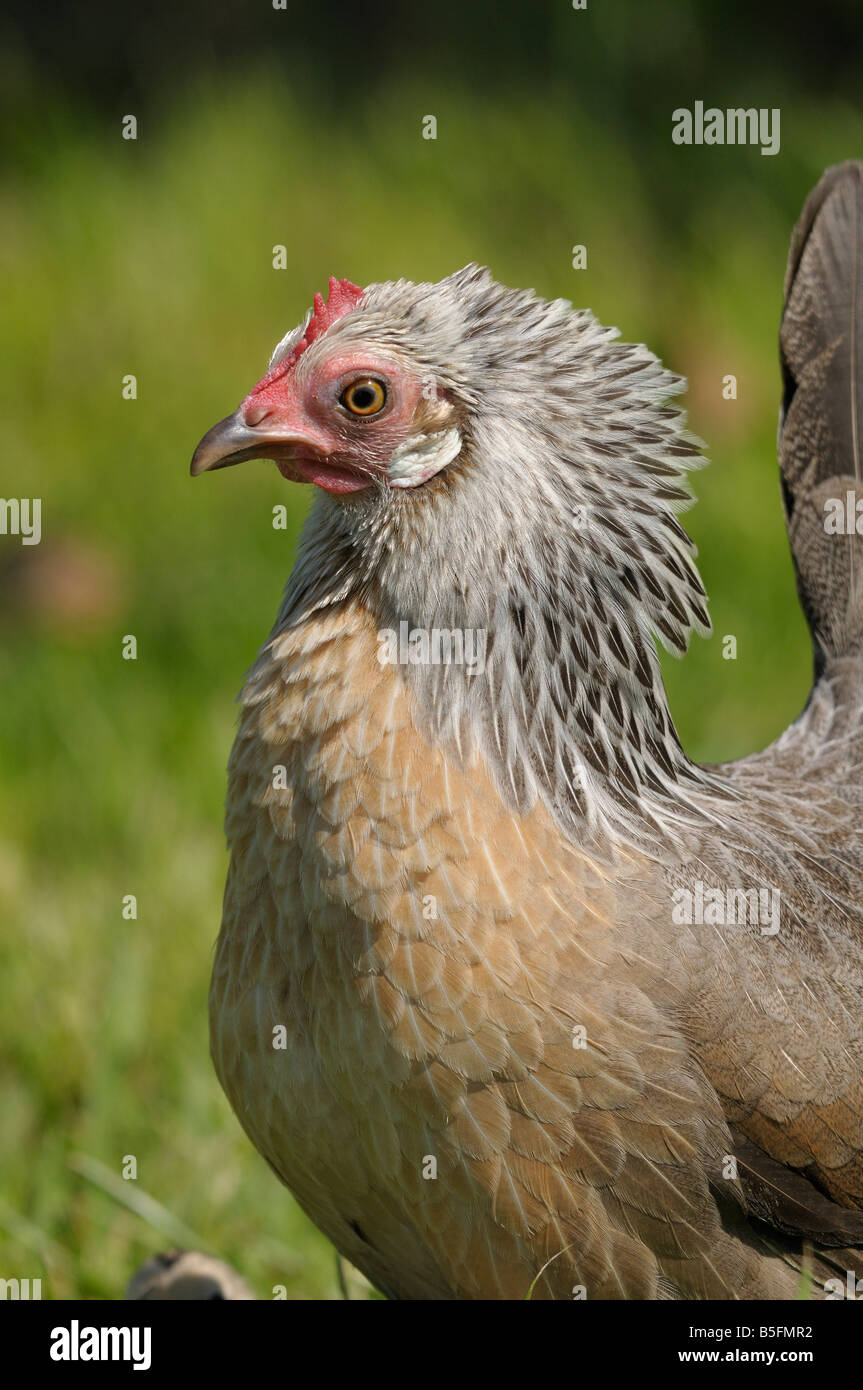Bantam hen hi-res stock photography and images - Alamy
