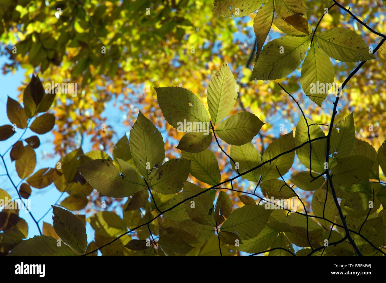 American Beech Tree High Resolution Stock Photography and Images - Alamy