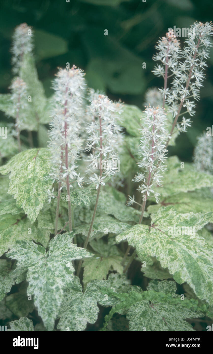 Tiarella wherryi hi-res stock photography and images - Alamy