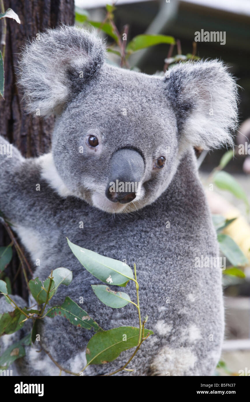 Koala bears in tree hi-res stock photography and images - Alamy