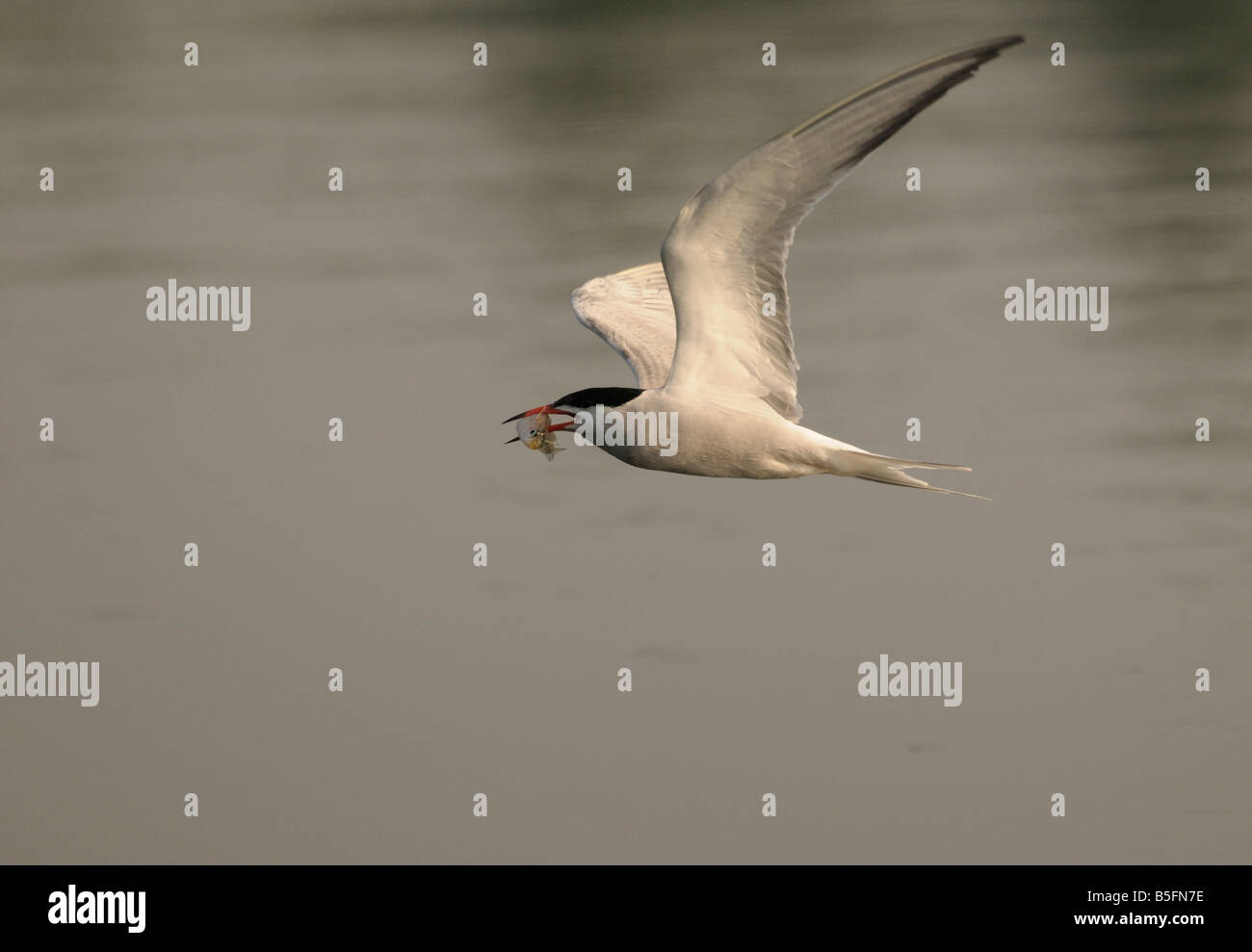 Common tern prey hi-res stock photography and images - Alamy