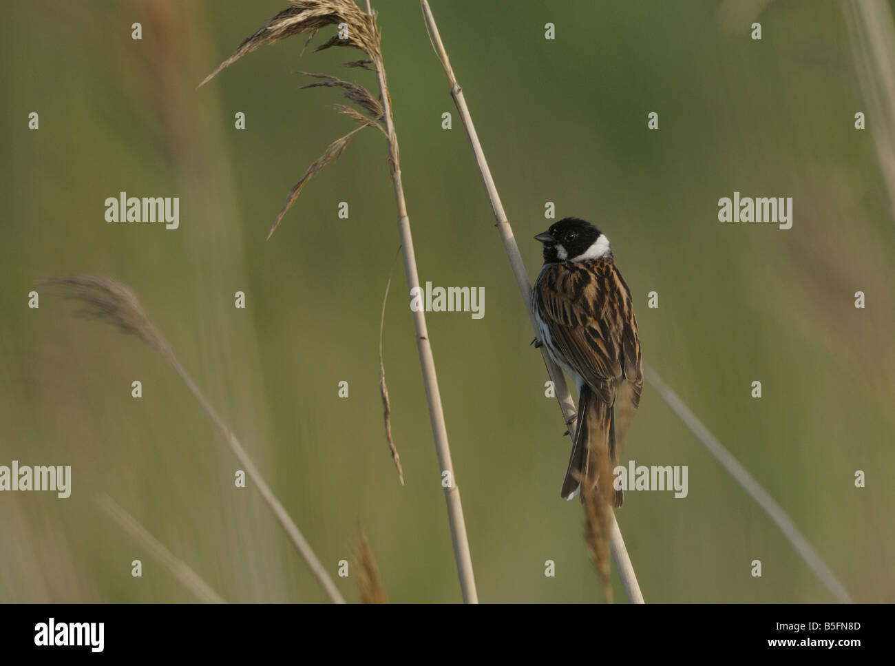 Reed bunting bird hi-res stock photography and images - Alamy