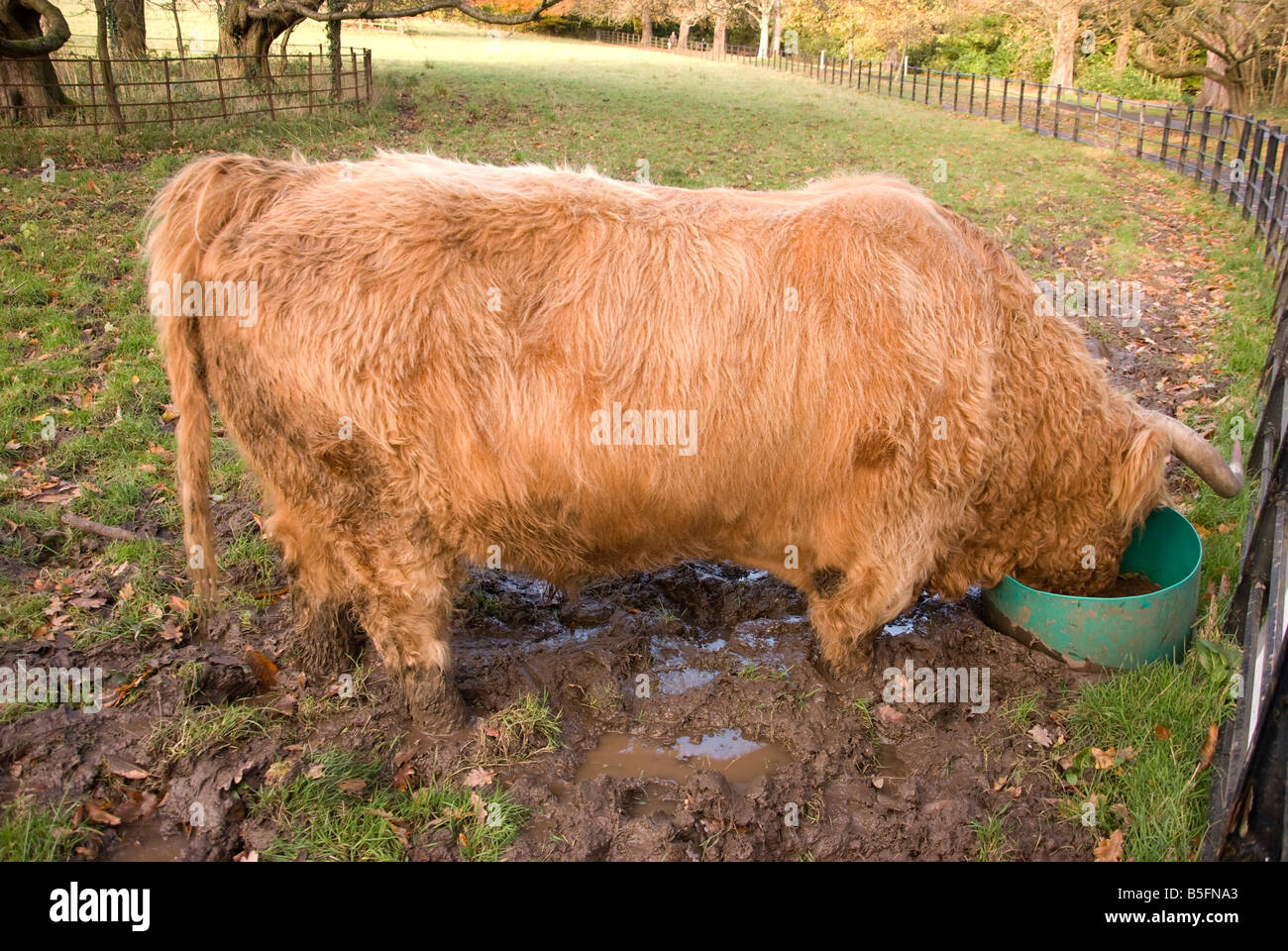 Highland Bull in a Bucket Stock Photo - Alamy