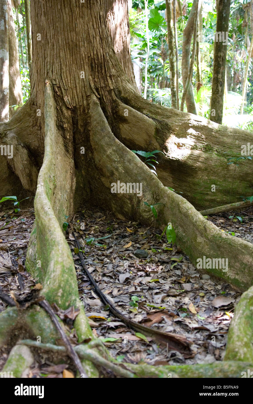 Ancient buttress roots support huge trees in the Daintree rainforest ...