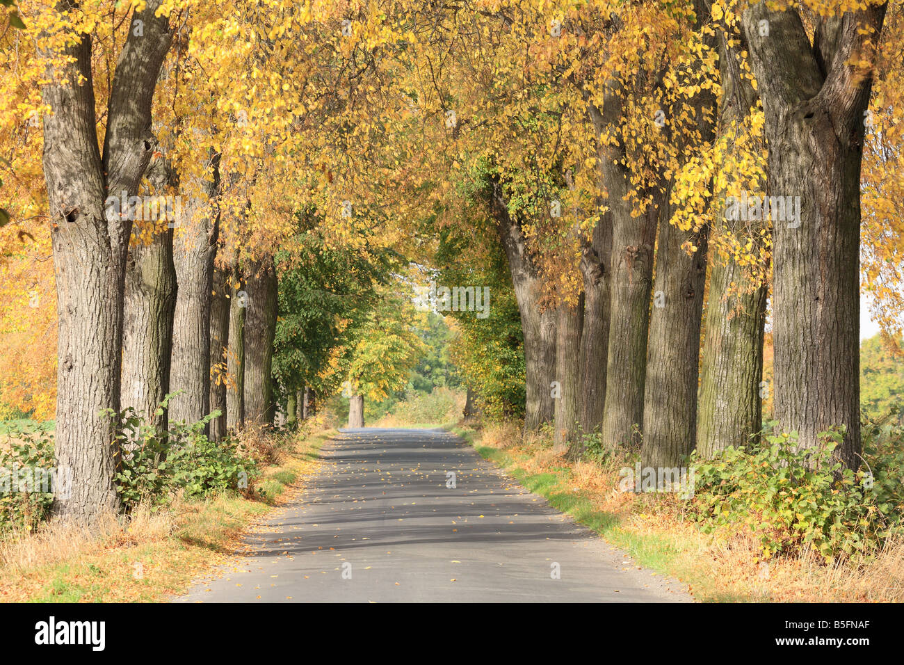 Old lime trees lane in autumn.Tilia cordata Stock Photo - Alamy