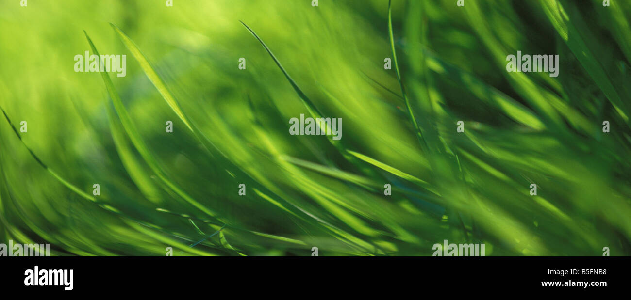 Fresh green grass,Scotland UK Stock Photo - Alamy