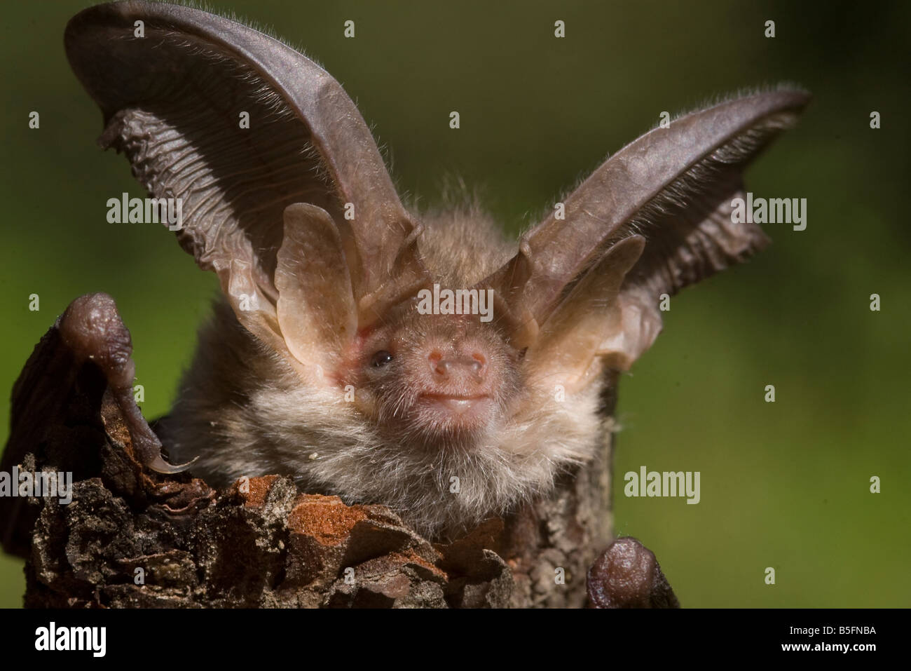 Plecotus auritus Brown long-eared bat insectivorous Stock Photo - Alamy