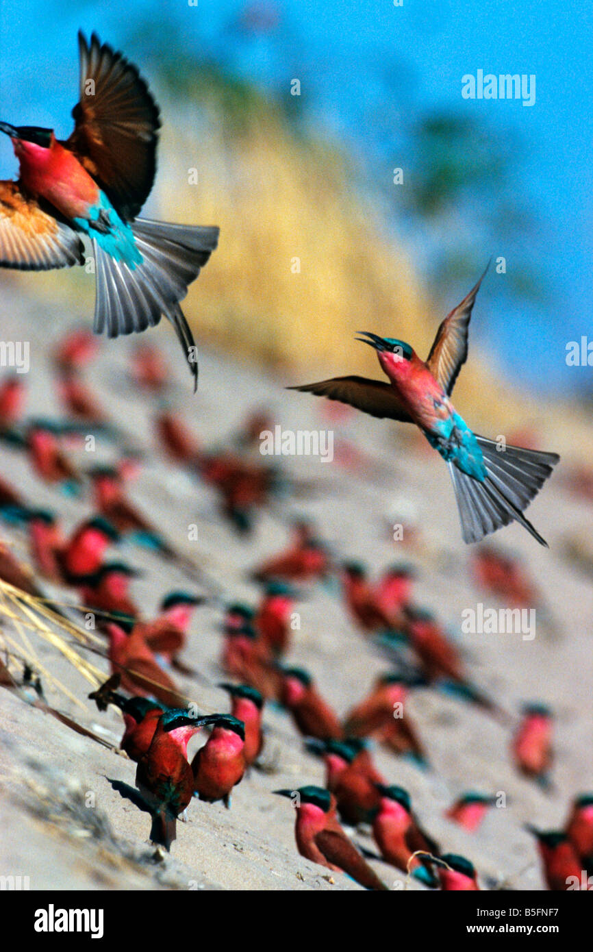 Carmine bee eater namibia hi-res stock photography and images - Alamy
