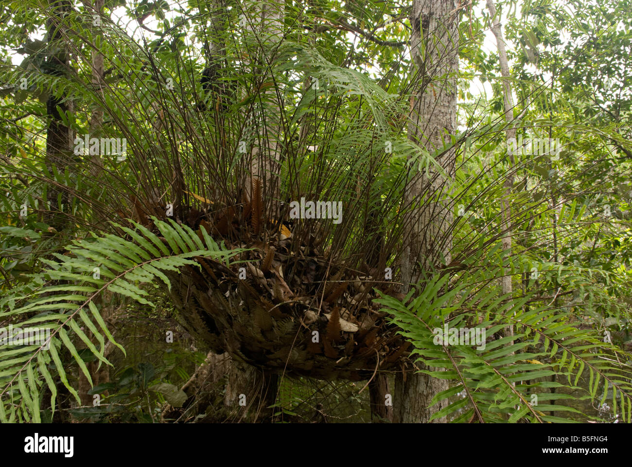 A tree fern in the Daintree Rainforest Australia Stock Photo - Alamy