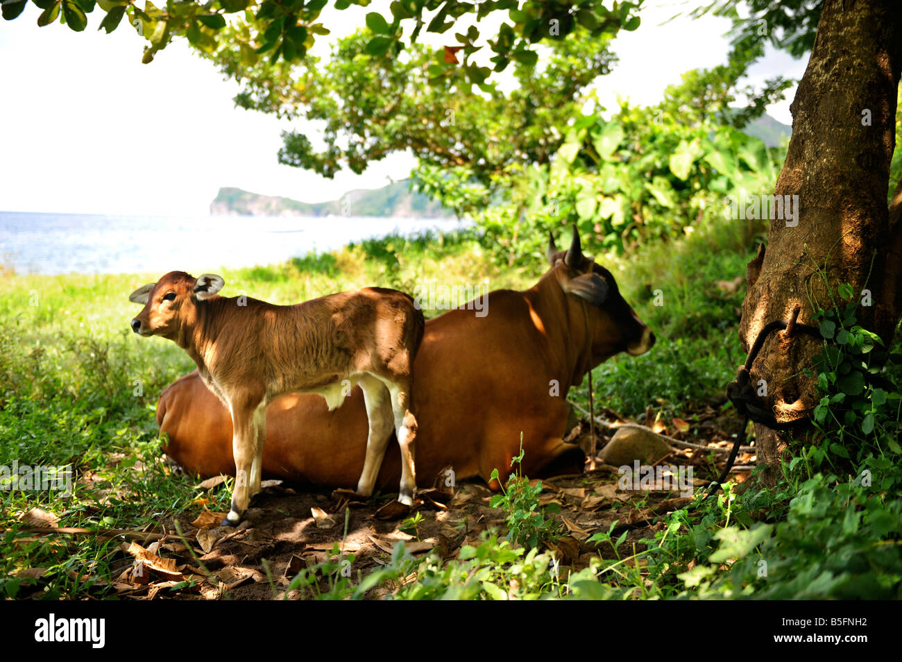 A COW AND HER CALF SHADE BENEATH A TREE ON A BEACH NEAR SOUFRIERE ST ...