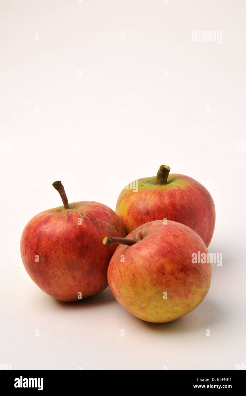three russet english apples fruit red crisp juicy garden growing autumn ...