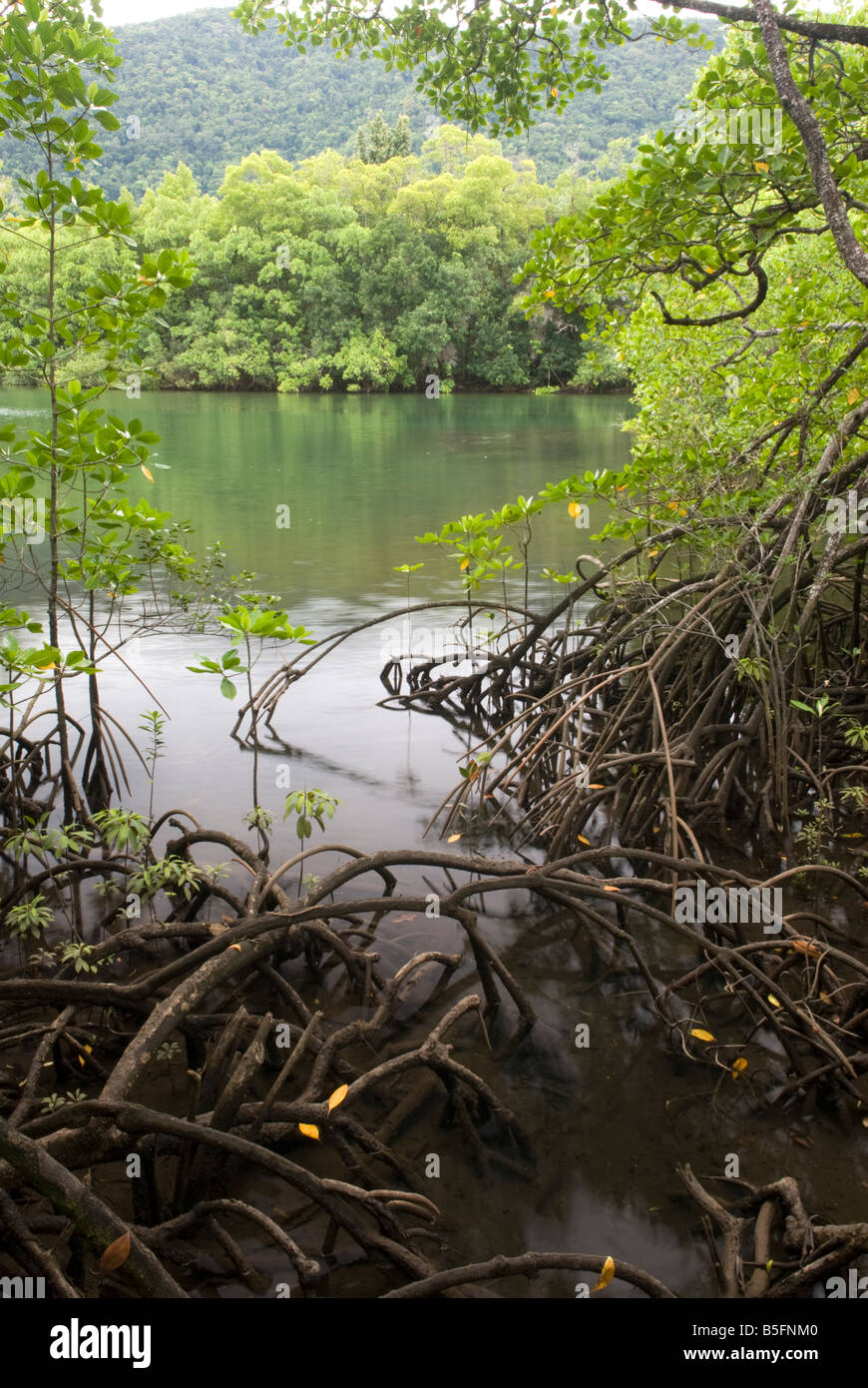 Mangrove swamp in daintree rainforest hi-res stock photography and ...