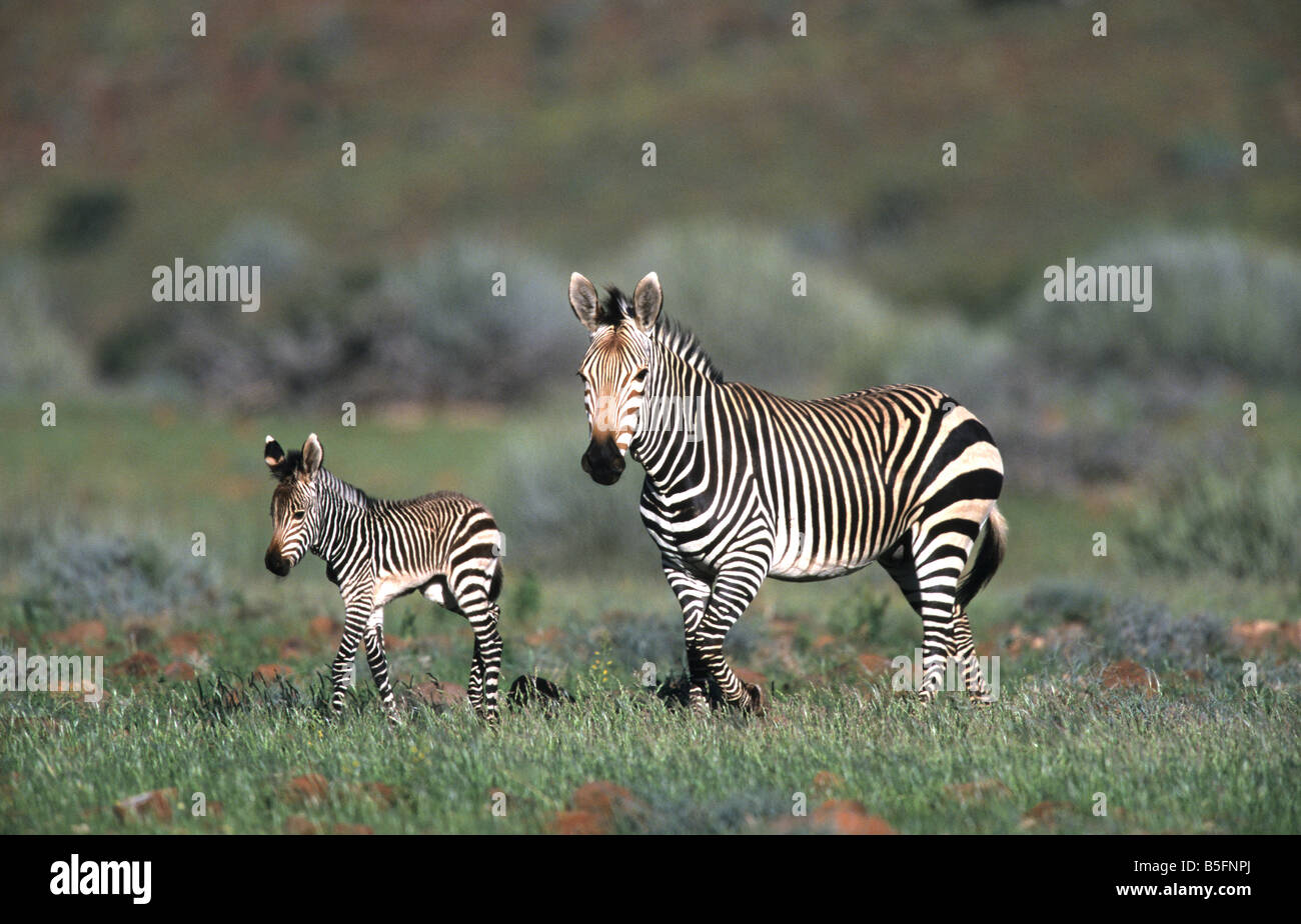 Hartmanns zebra hi-res stock photography and images - Alamy