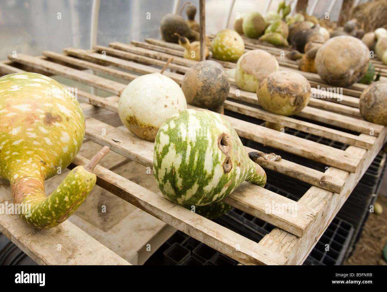 Gourds drying on a rack Stock Photo - Alamy