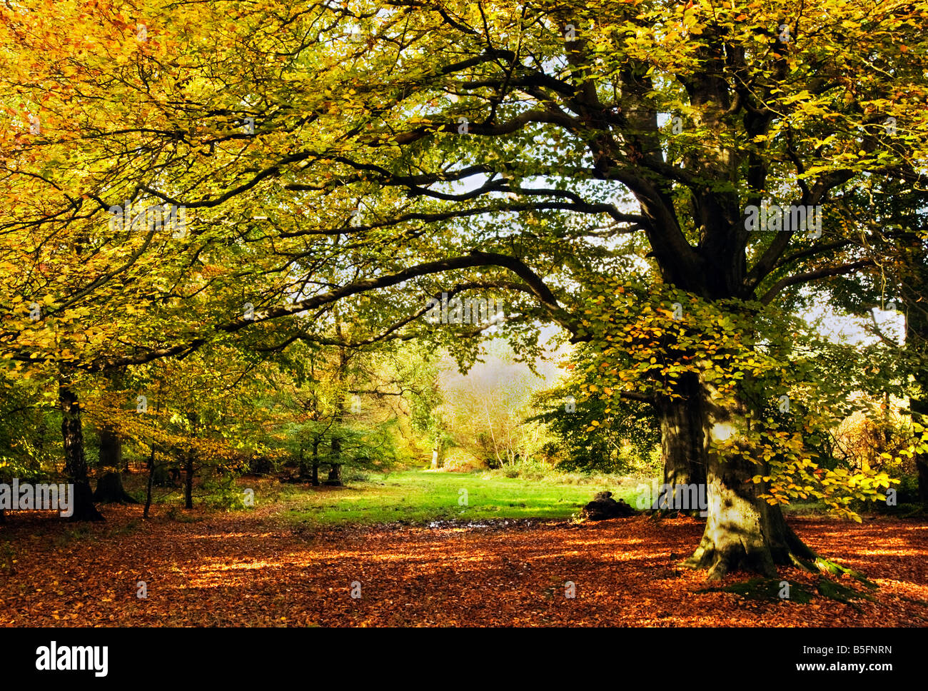 Autumn colour in woodland on the Ashridge estate Hertfordshire Stock ...