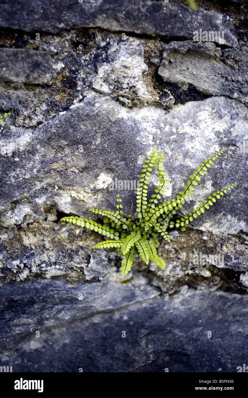 Killarney fern hi-res stock photography and images - Alamy