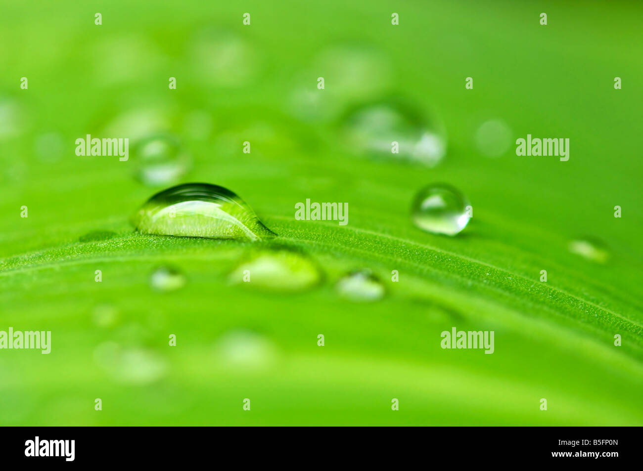 Natural background of green plant leaf with raindrops Stock Photo - Alamy