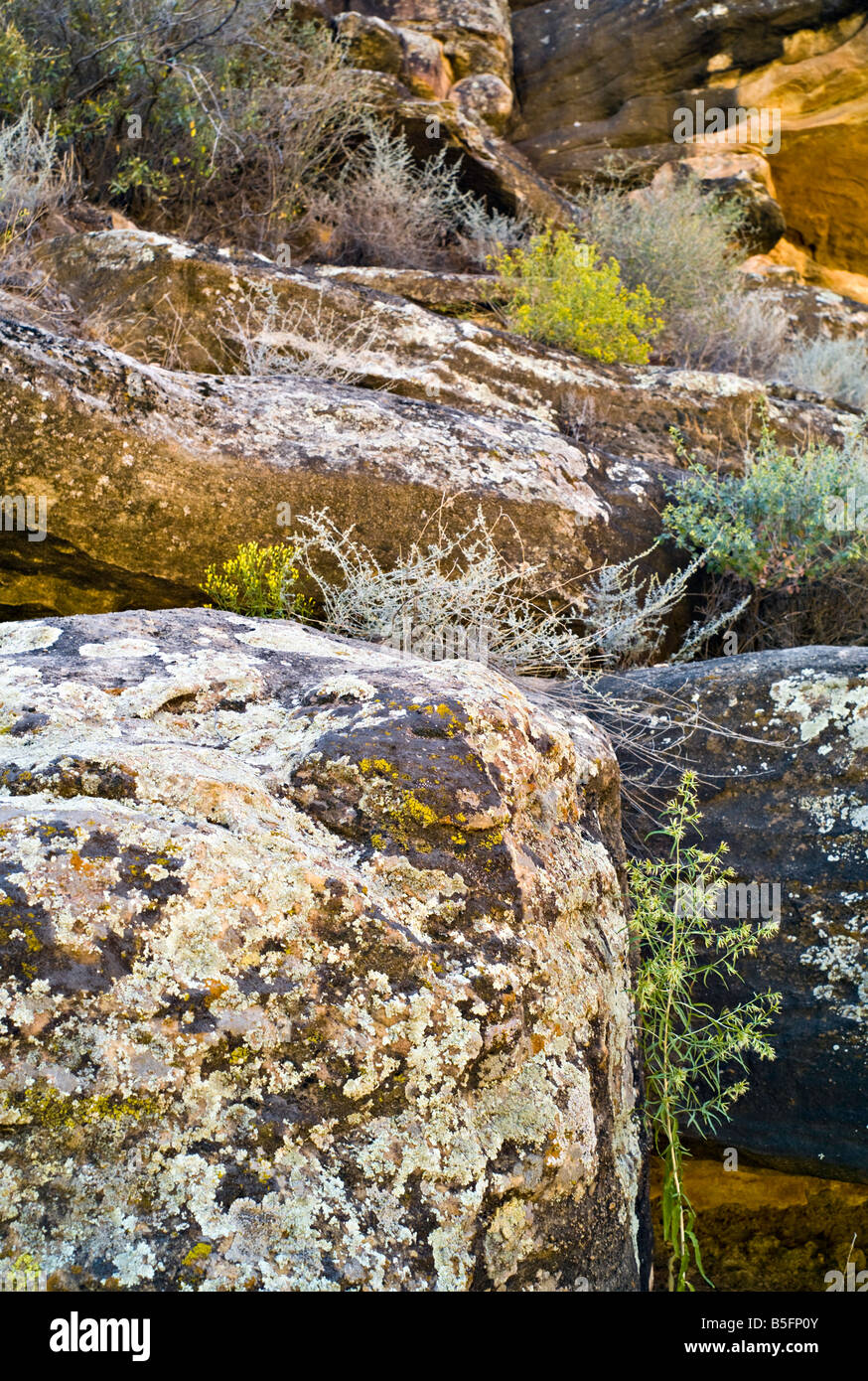 ARIZONA GRAND CANYON Lichen and moss on rocks and hardy wildflowers ...