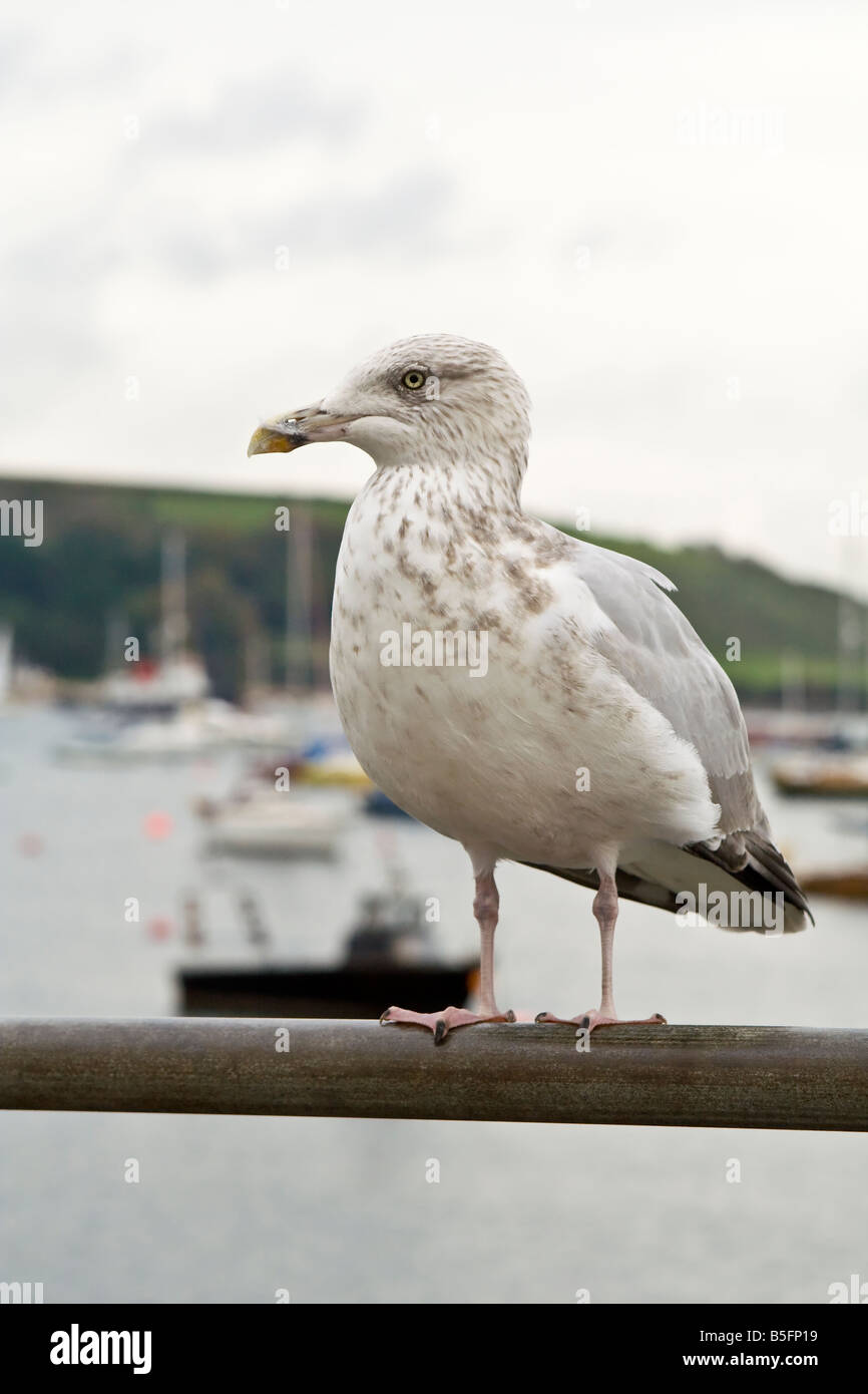 Seagull Uk High Resolution Stock Photography and Images - Alamy