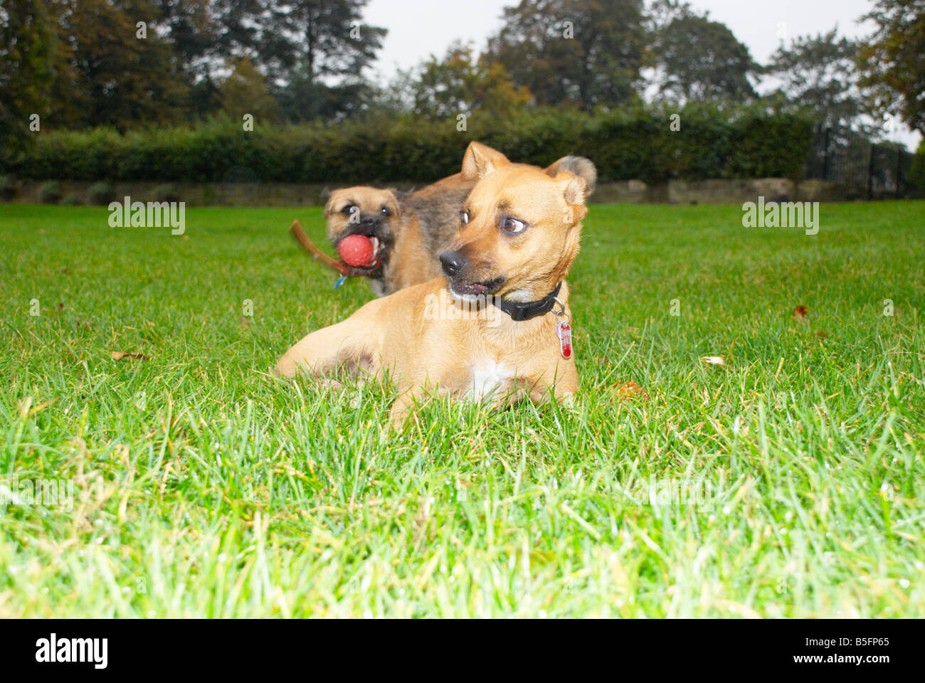 dogs playing in the park Stock Photo - Alamy