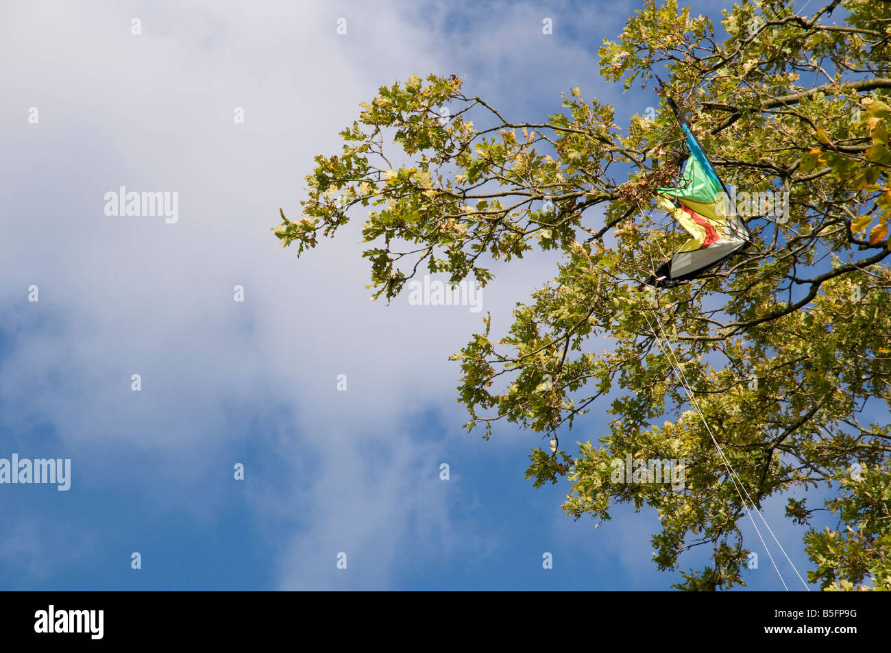 Kite stuck in tree hi-res stock photography and images - Alamy