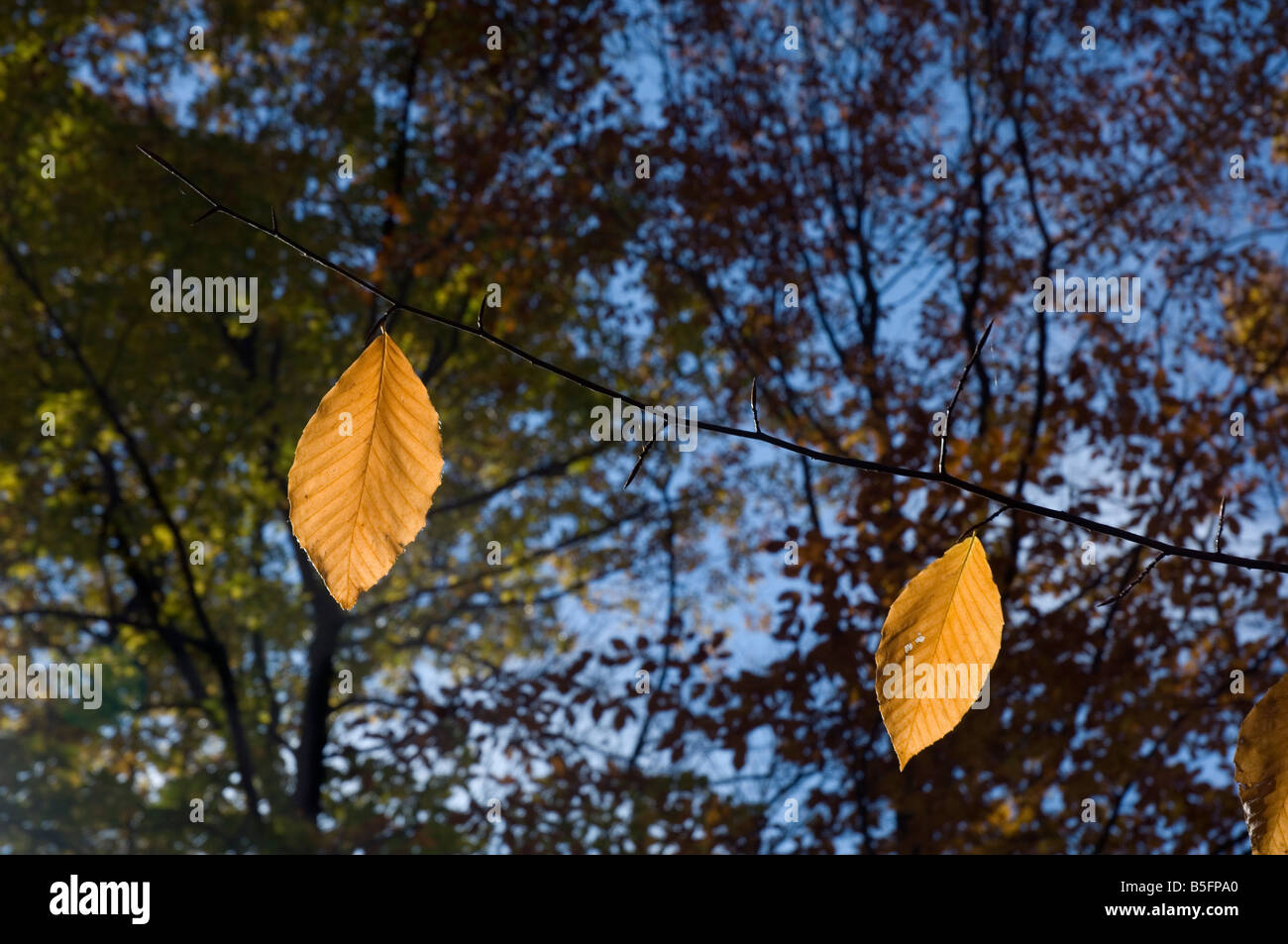 American beech tree hi-res stock photography and images - Alamy