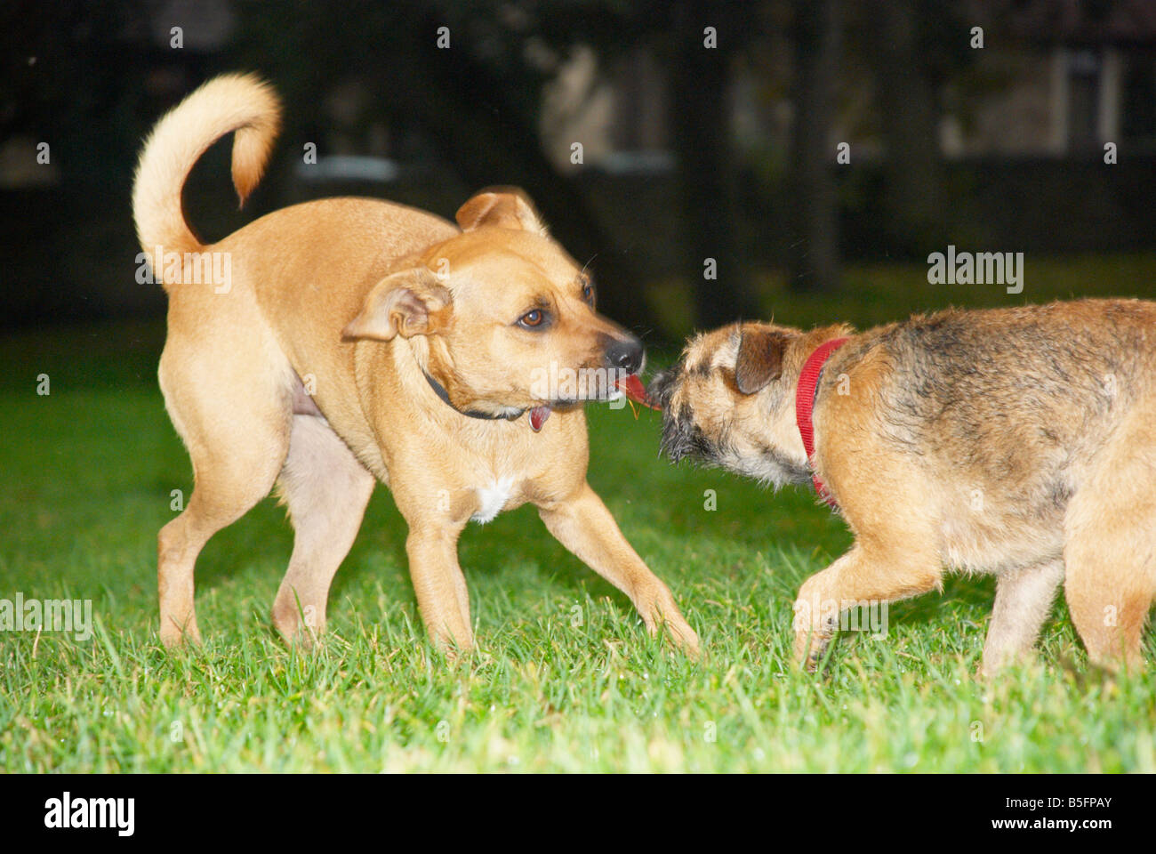 dogs playing in the park Stock Photo - Alamy