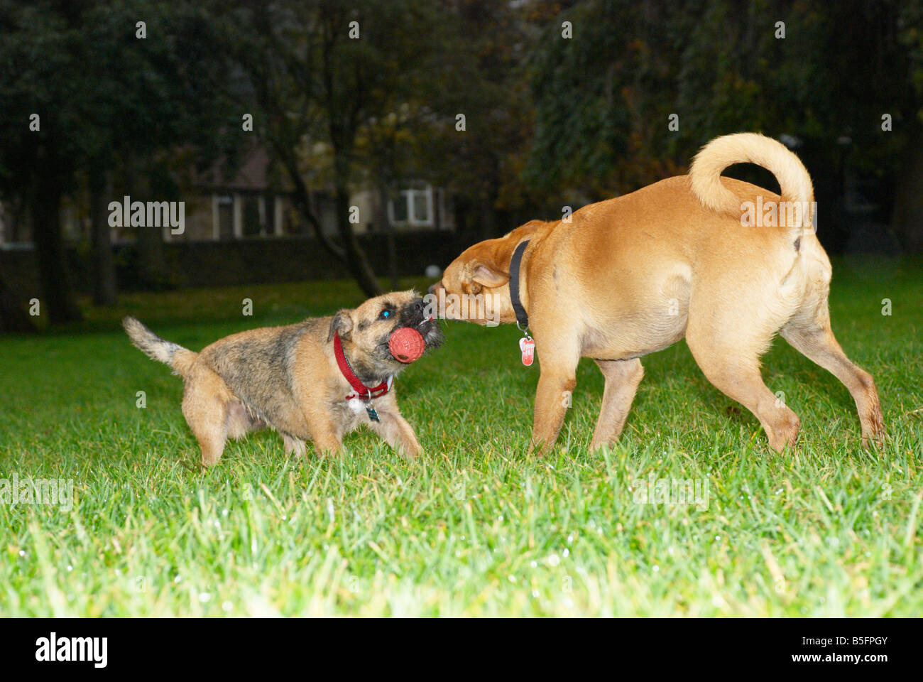 dogs playing in the park Stock Photo - Alamy