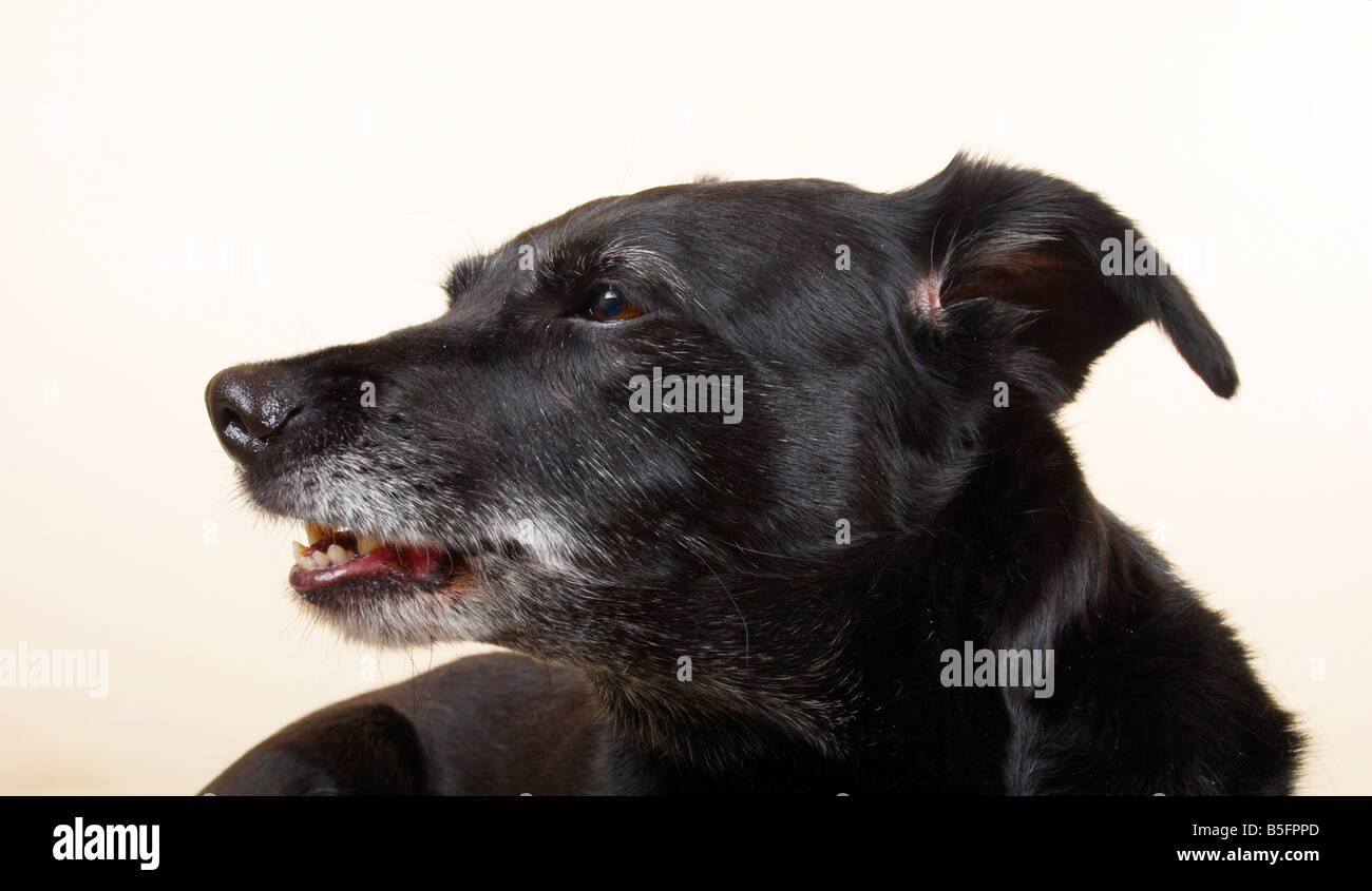 black labrador cross in mid bark Stock Photo - Alamy