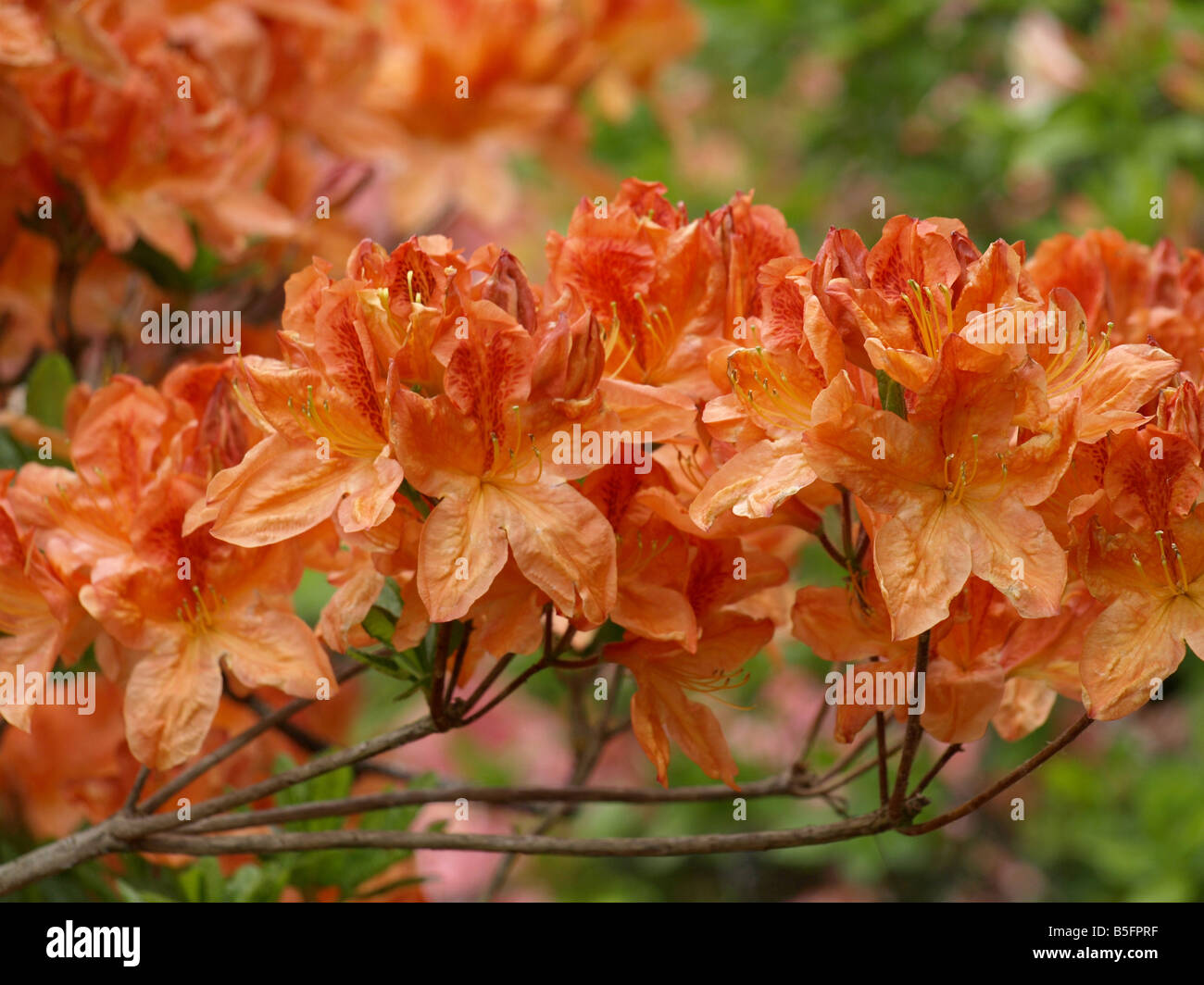 orange rhododendron Stock Photo - Alamy
