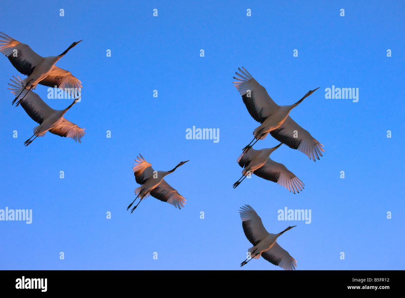 Red crowned cranes flying north China Stock Photo - Alamy