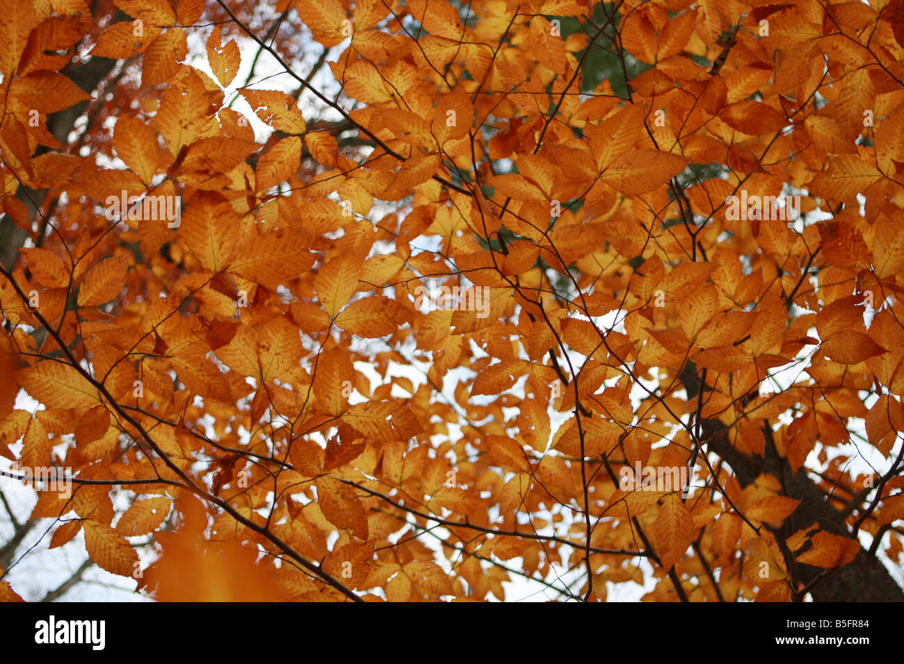 fall leaves on tree Stock Photo - Alamy
