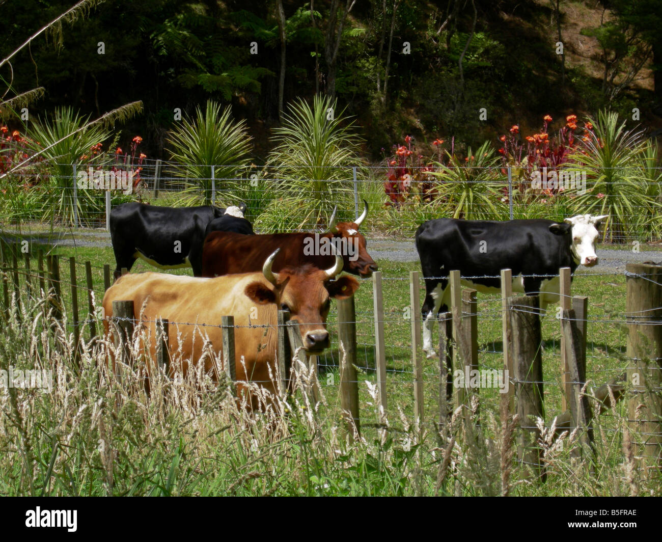 Scary cows hi-res stock photography and images - Alamy