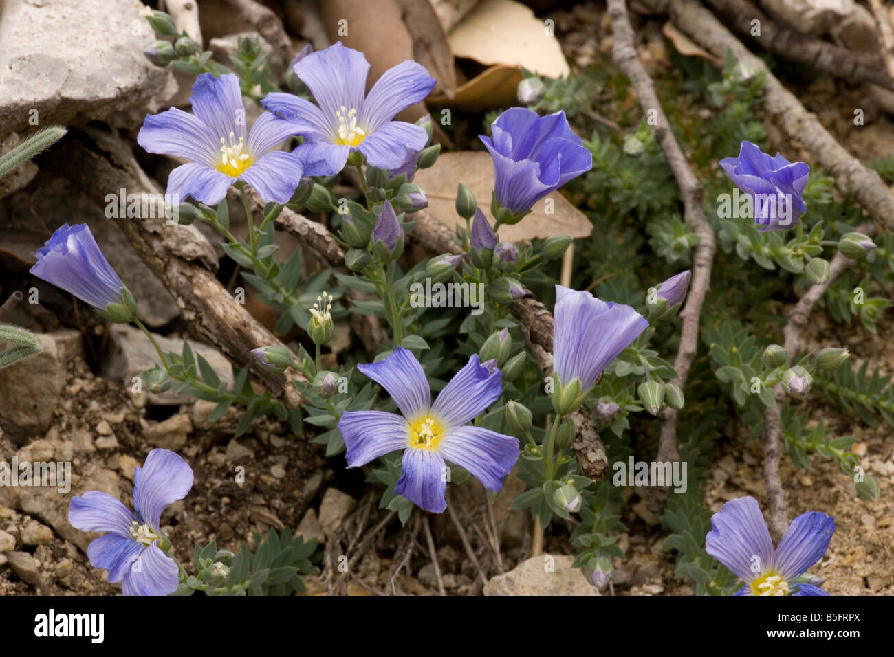 A rare flax Linum punctatum Sicily Stock Photo - Alamy
