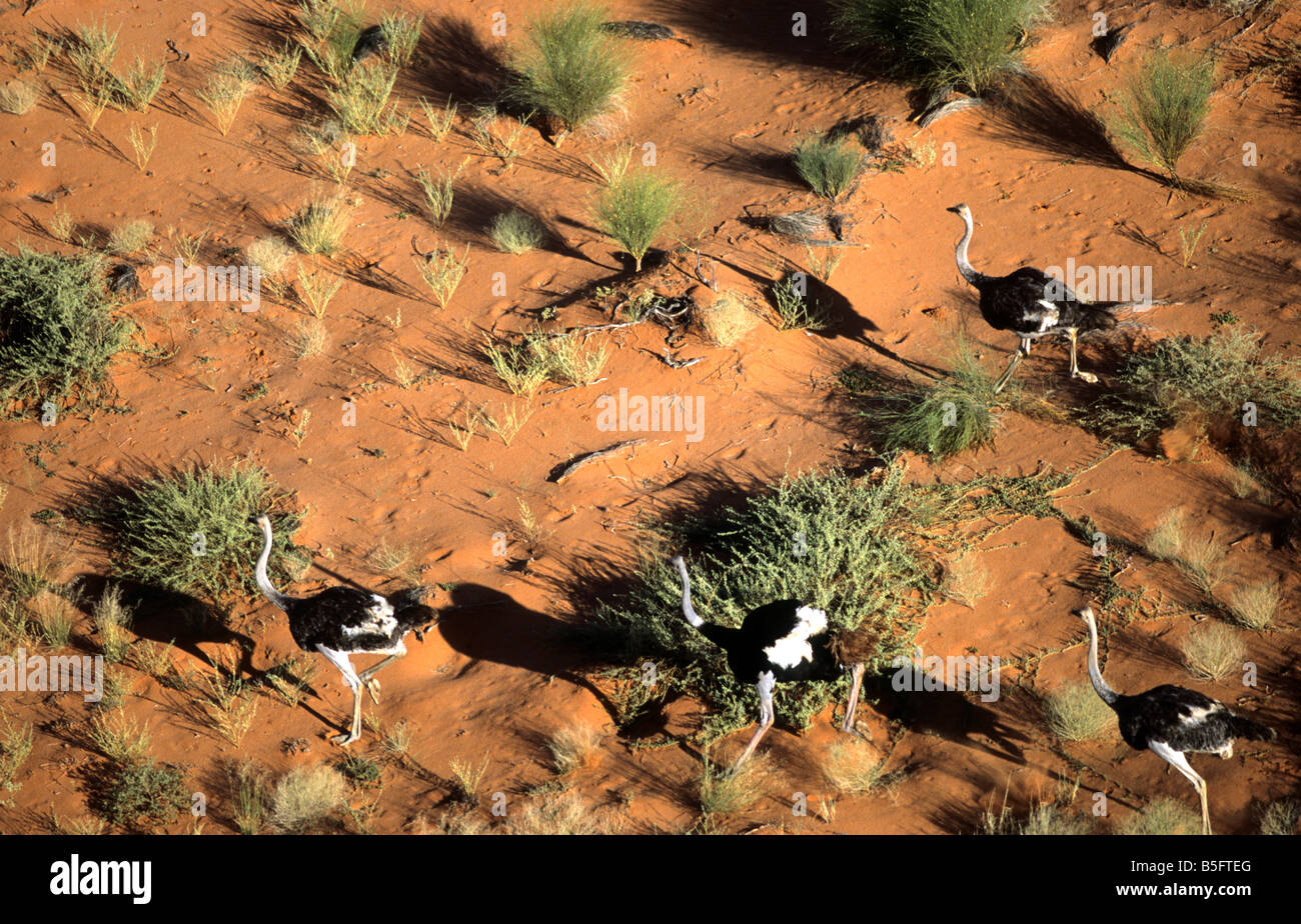 Ostriches Struthio camelus Dunes Kalahari desert Aroab district Namibia ...