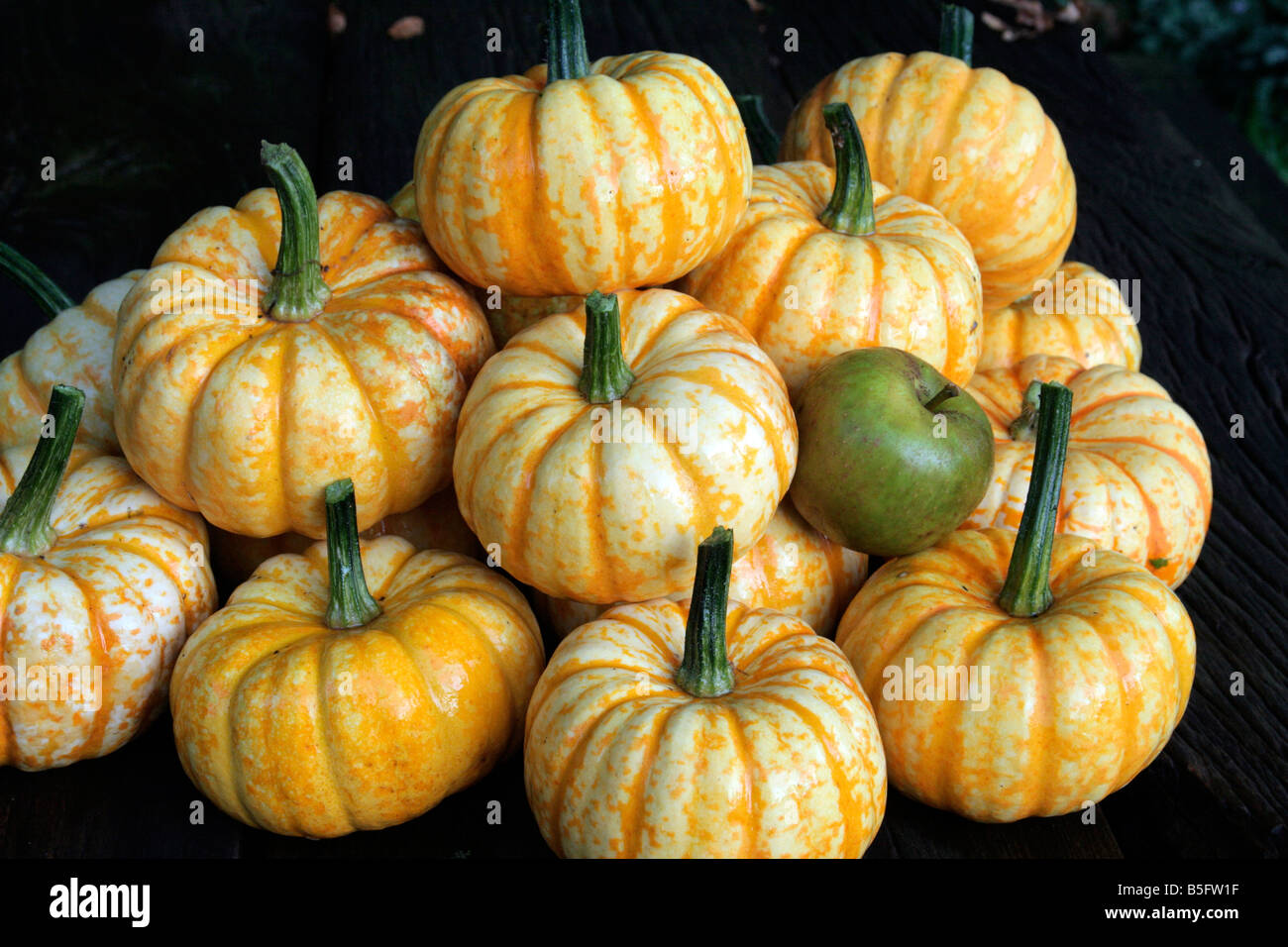 SQUASH SWEET LIGHTNING F1 APPLE SHOWS SIZE Stock Photo - Alamy