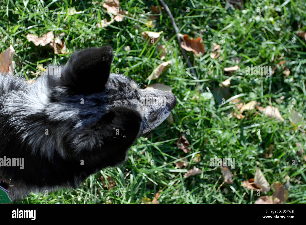 Dog black above hi-res stock photography and images - Alamy