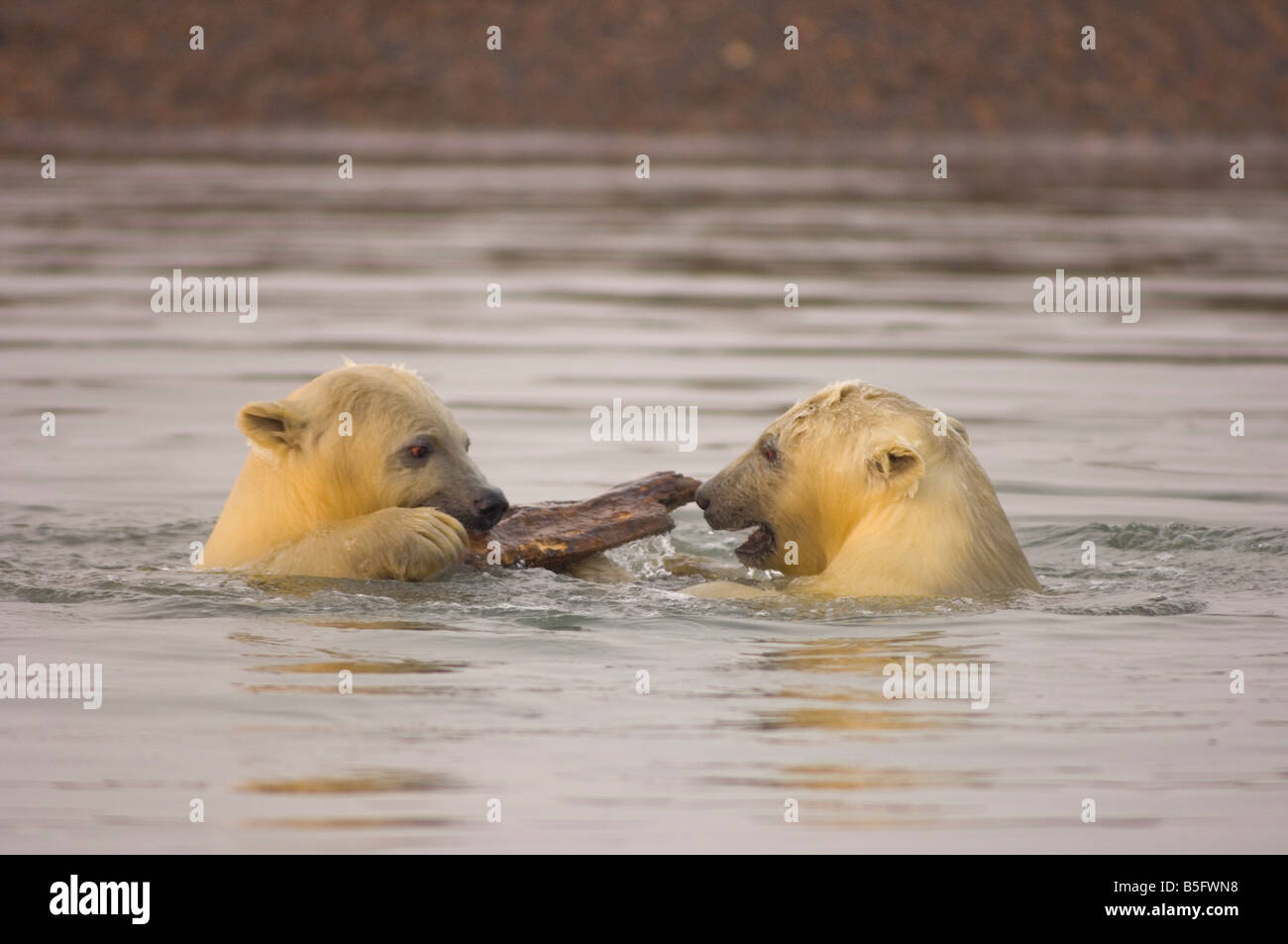 polar bear Ursus maritimus cubs playing in coastal waters off the ...