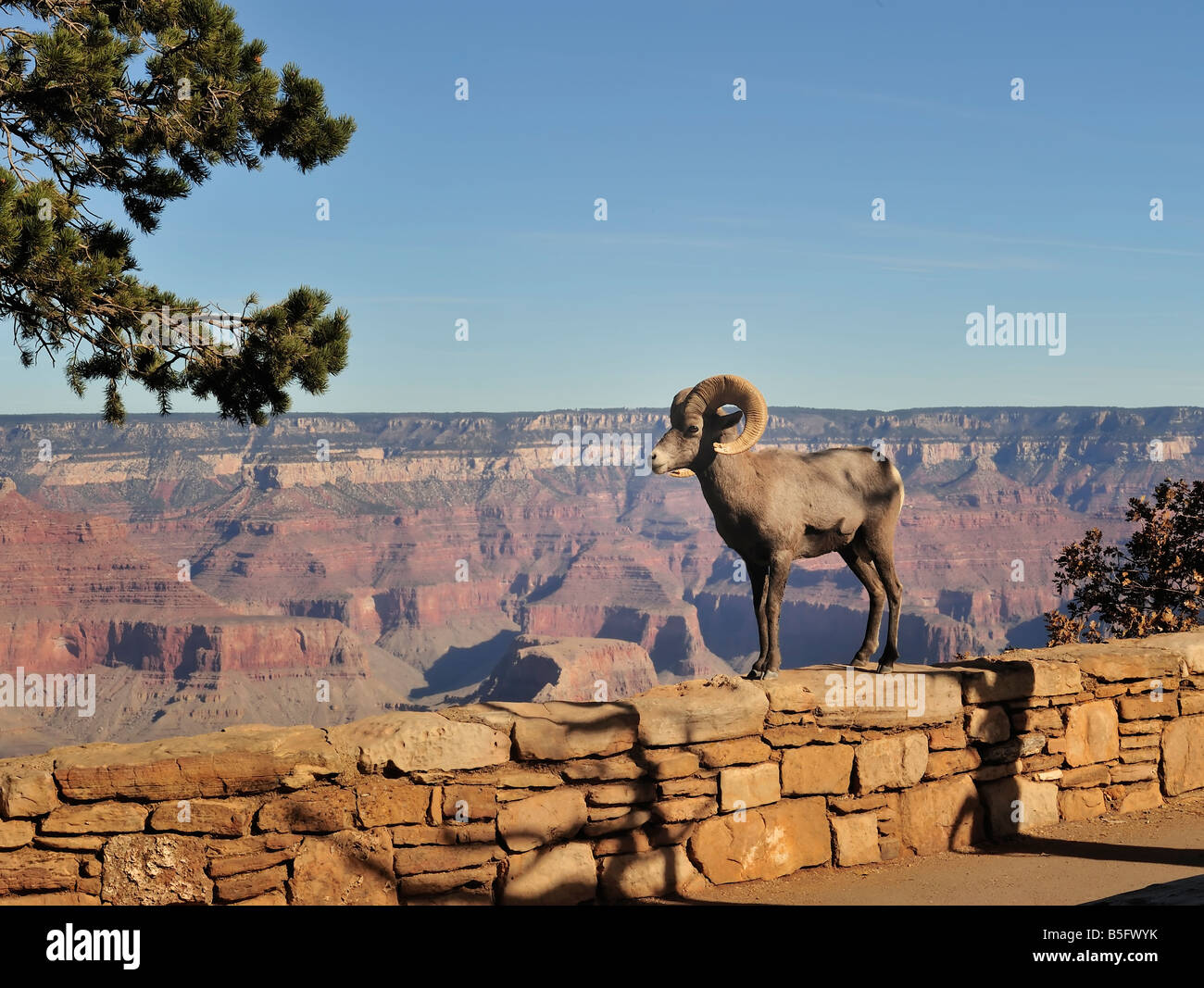 Big Horn Sheep standing on the South Rim of the Grand Canyon in one of ...