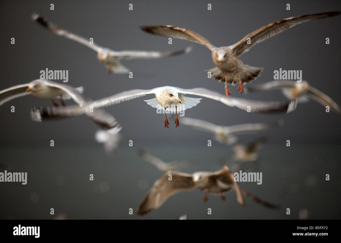 Detailed flying hi-res stock photography and images - Alamy