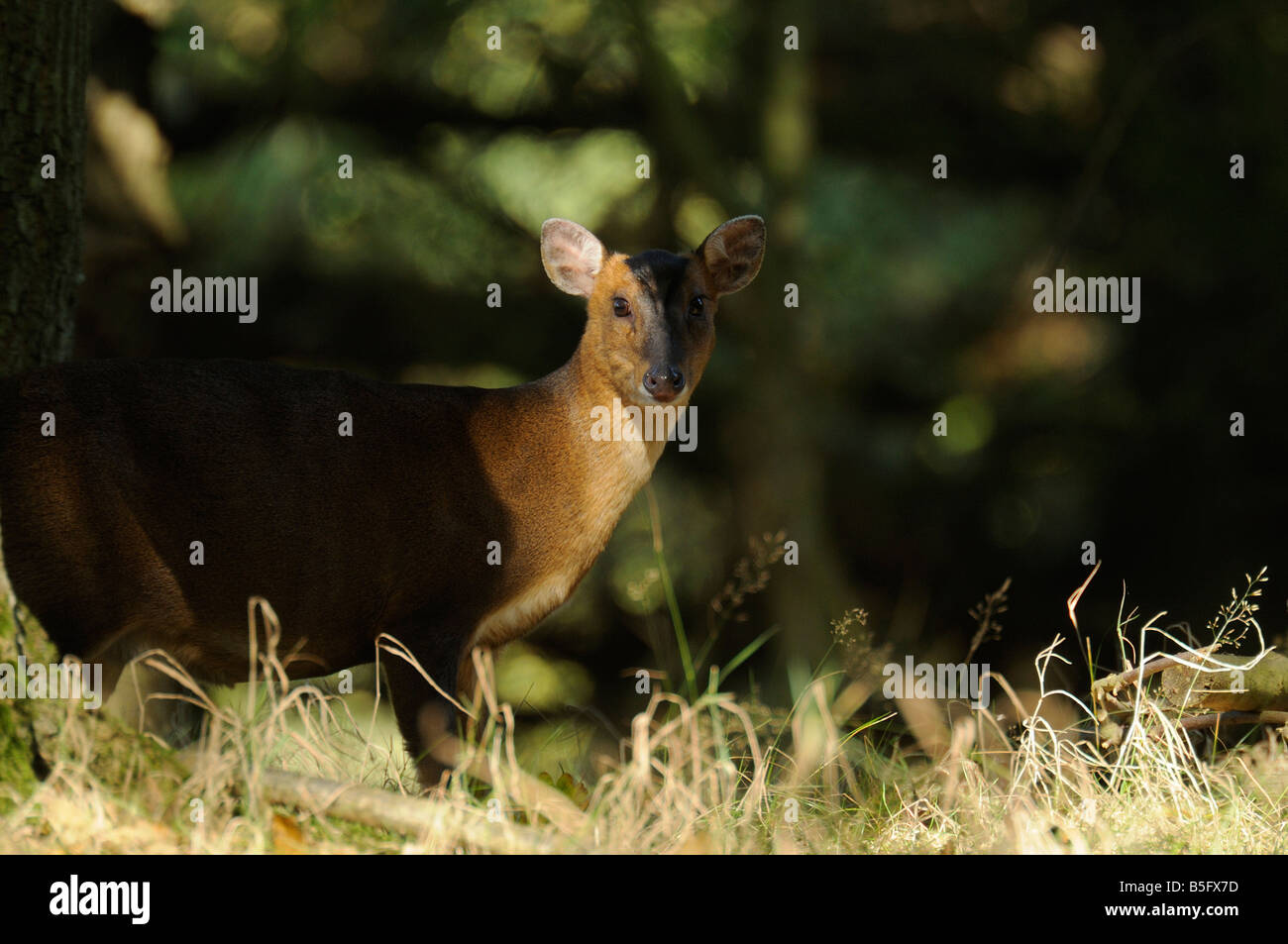 Muntjac hi-res stock photography and images - Alamy