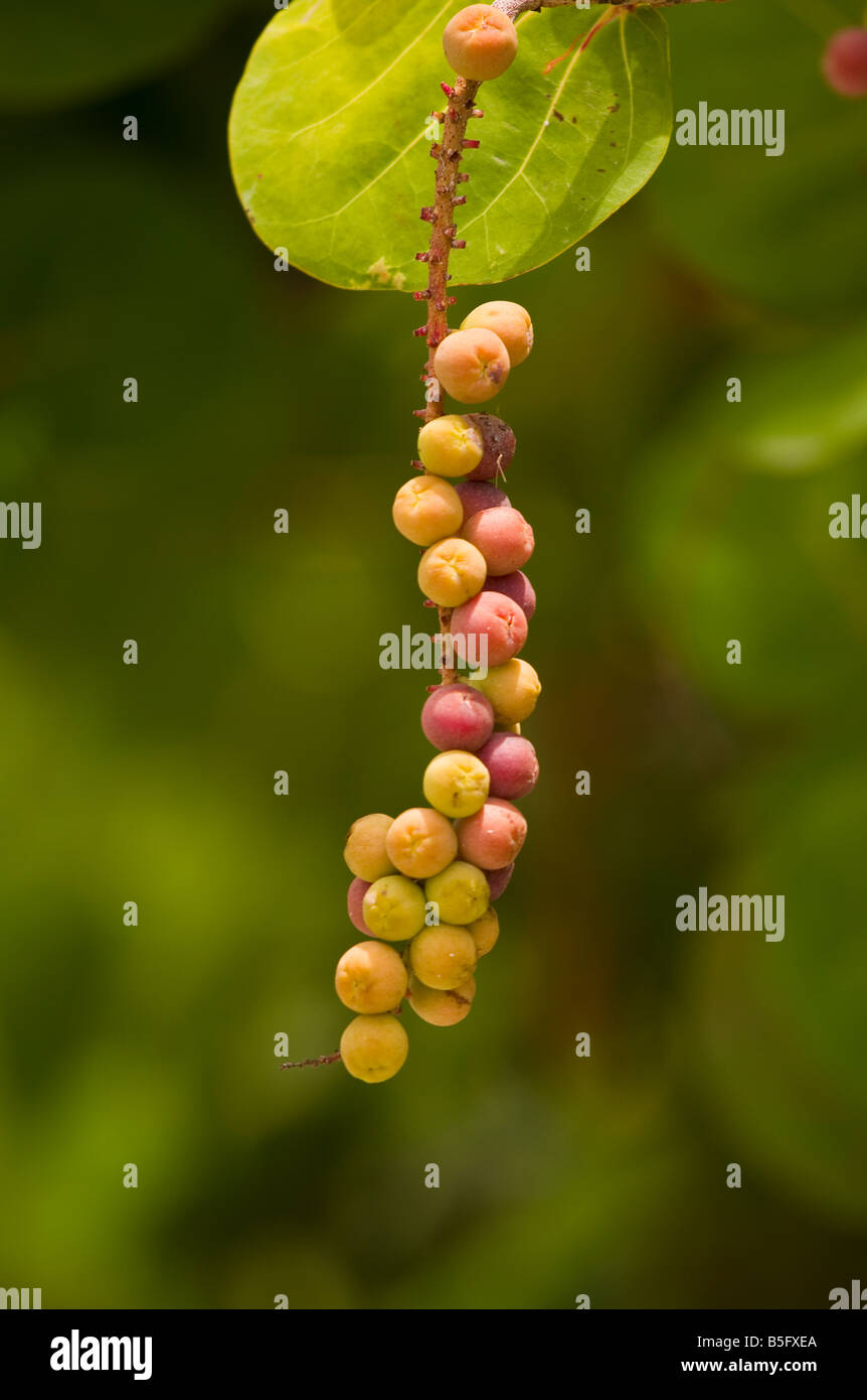 CAYE CAULKER BELIZE Ripe sea grapes on tree Stock Photo - Alamy