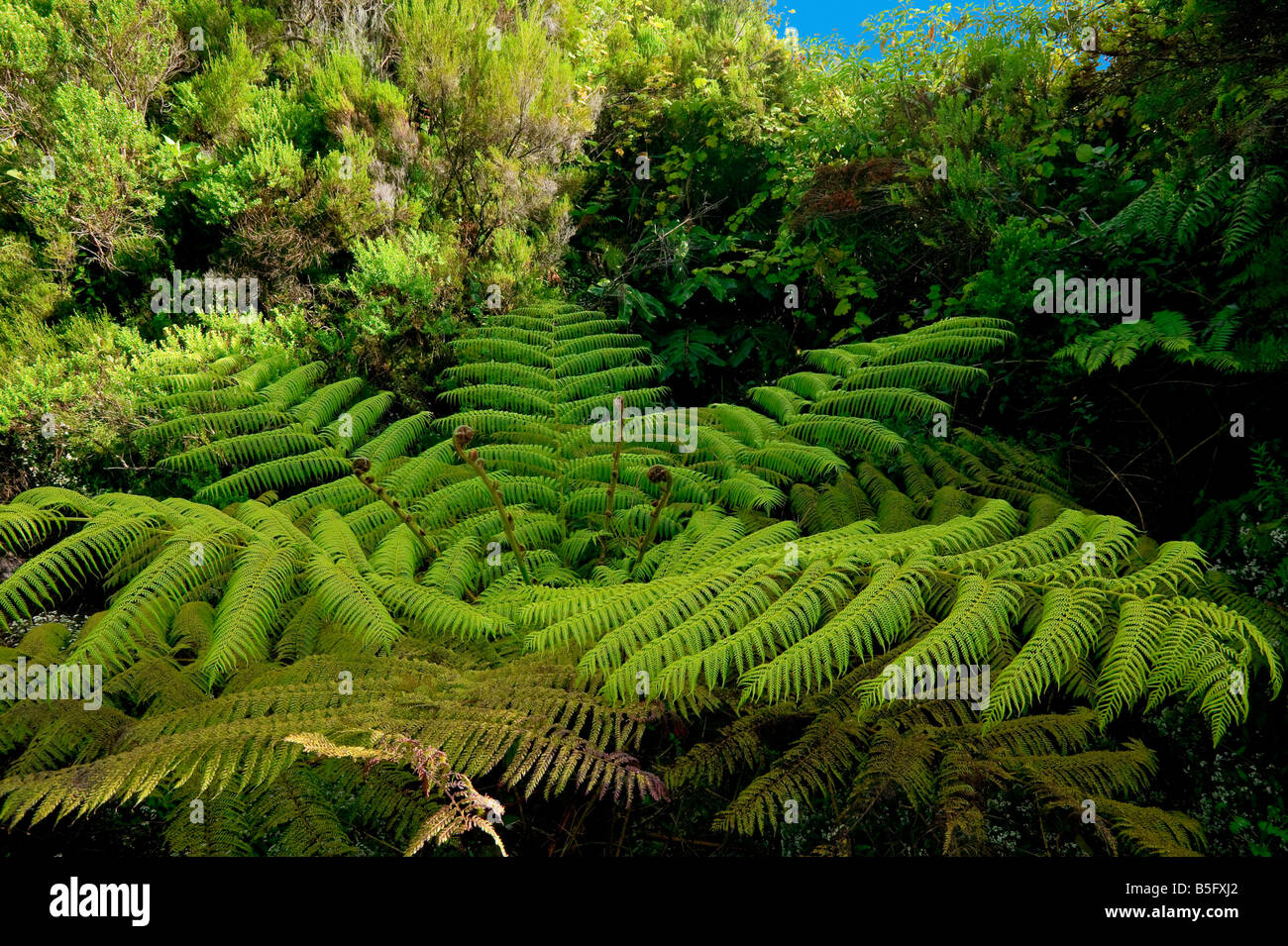 GIANT FERNS REUNION ISLAND Stock Photo - Alamy