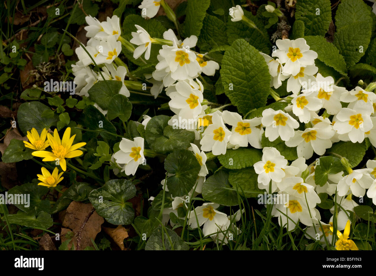 Spring Primroses Primula vulgaris and Celandines Ranunculus ficaria ...
