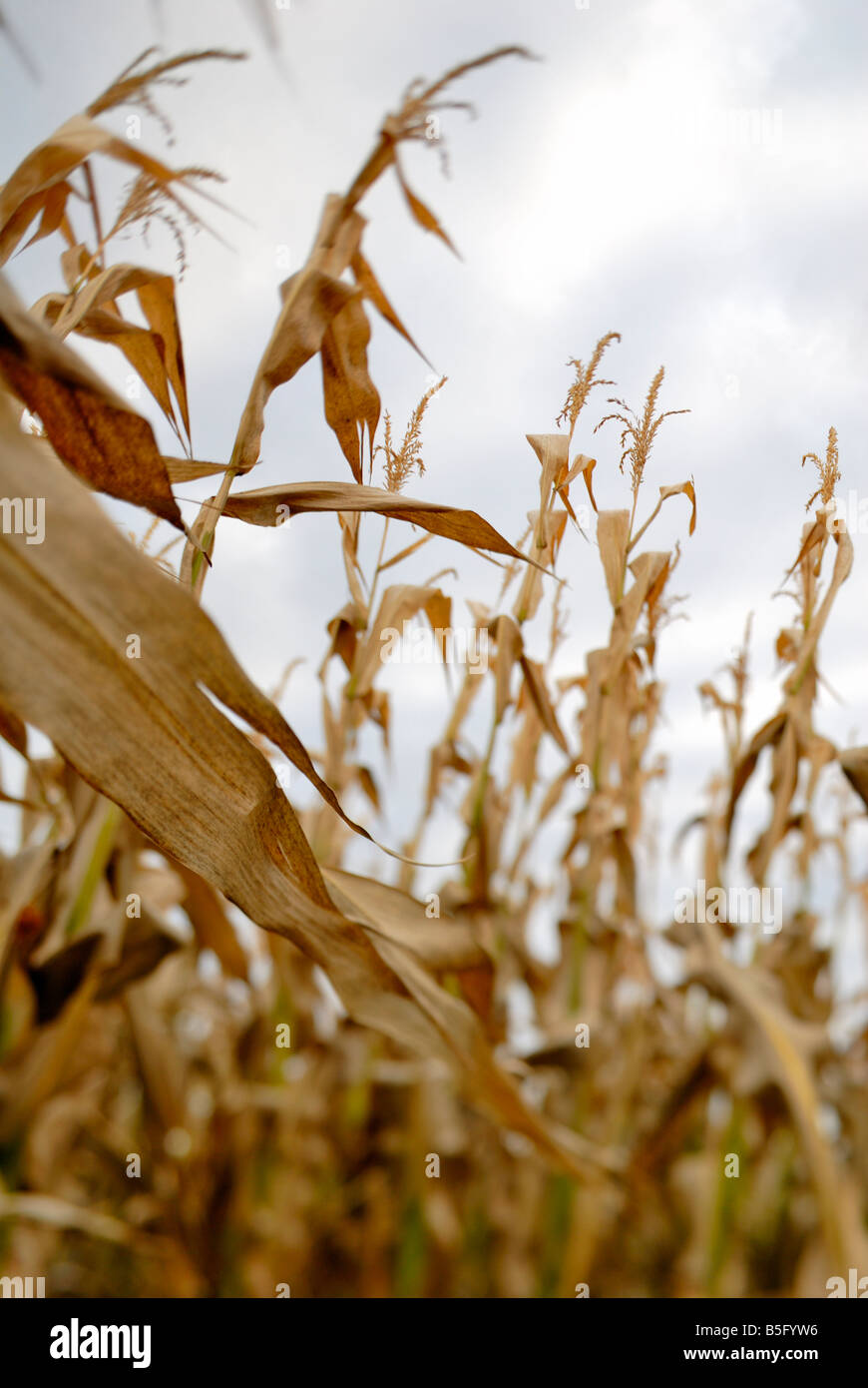 Golden corn stalks hi-res stock photography and images - Alamy