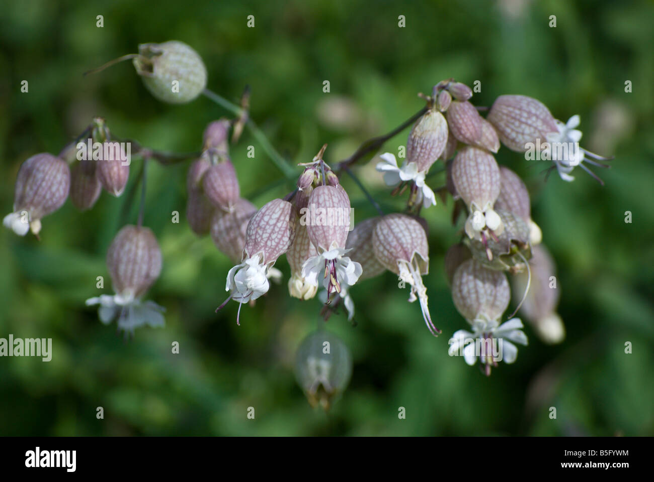 Flower silene vulgaris hi-res stock photography and images - Alamy