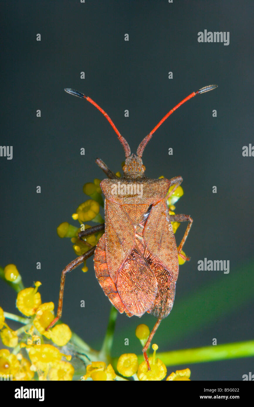Shield bug top view hi-res stock photography and images - Alamy